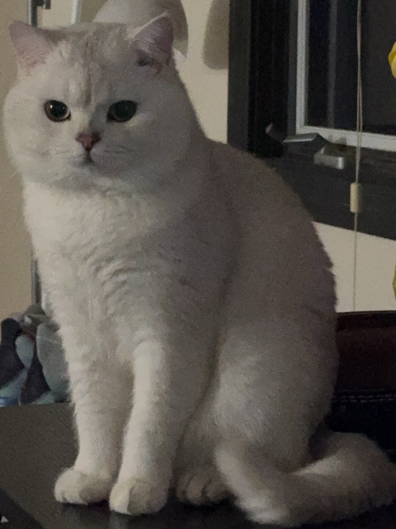 Zhiling Chen | PhD ME @ UCONN